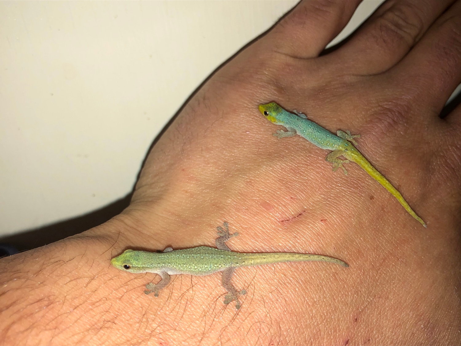 PAIR Lygodactylus Conraui (Cameroon Dwarf Geckos) Day Gecko by Good Guy ...