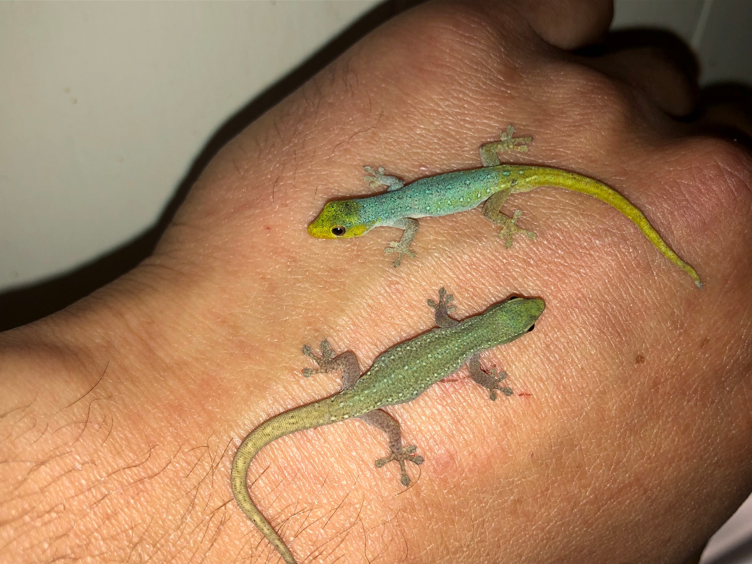 PAIR Lygodactylus Conraui (Cameroon Dwarf Geckos) Day Gecko by Good Guy ...