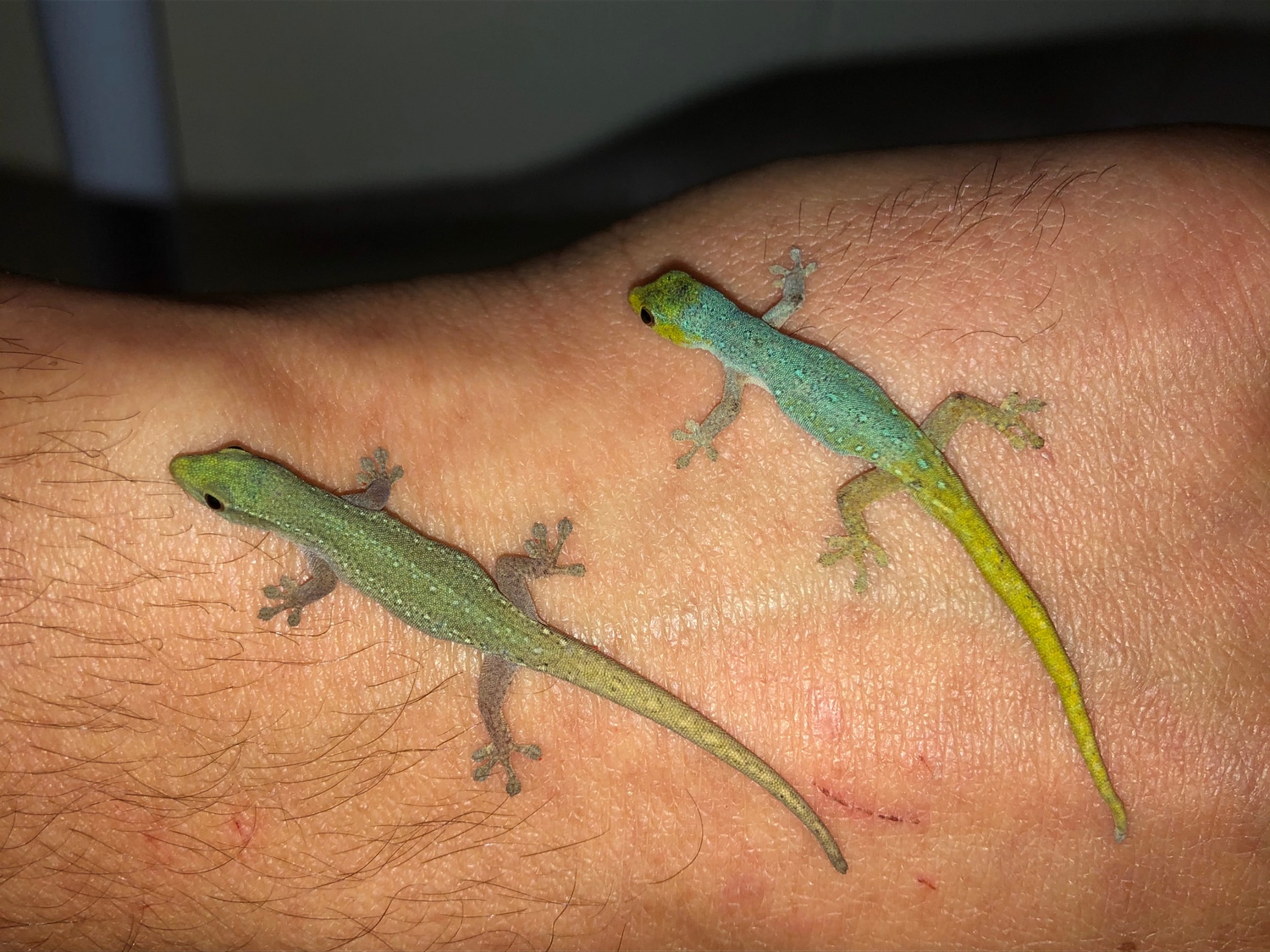 PAIR Lygodactylus Conraui (Cameroon Dwarf Geckos) Day Gecko by Good Guy ...