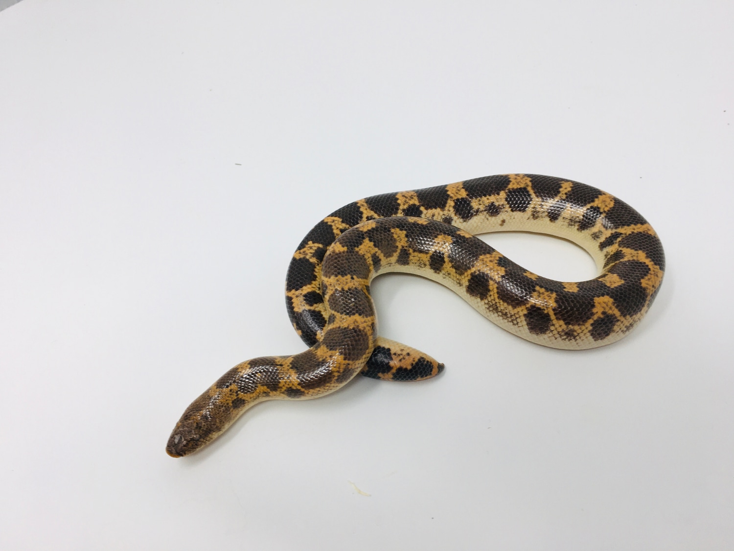 Pair Saharan Sand Boa by Good Guy Reptile Family - MorphMarket