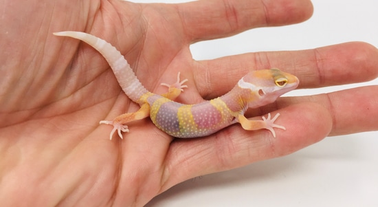 Tremper Hybino Leopard Gecko by Good Guy Reptile Family