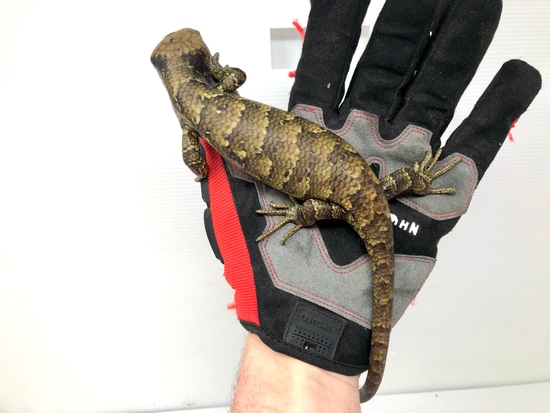 Prehensile (Monkey) Tail Skink Monkey-Tailed Skink by Good Guy Reptile ...