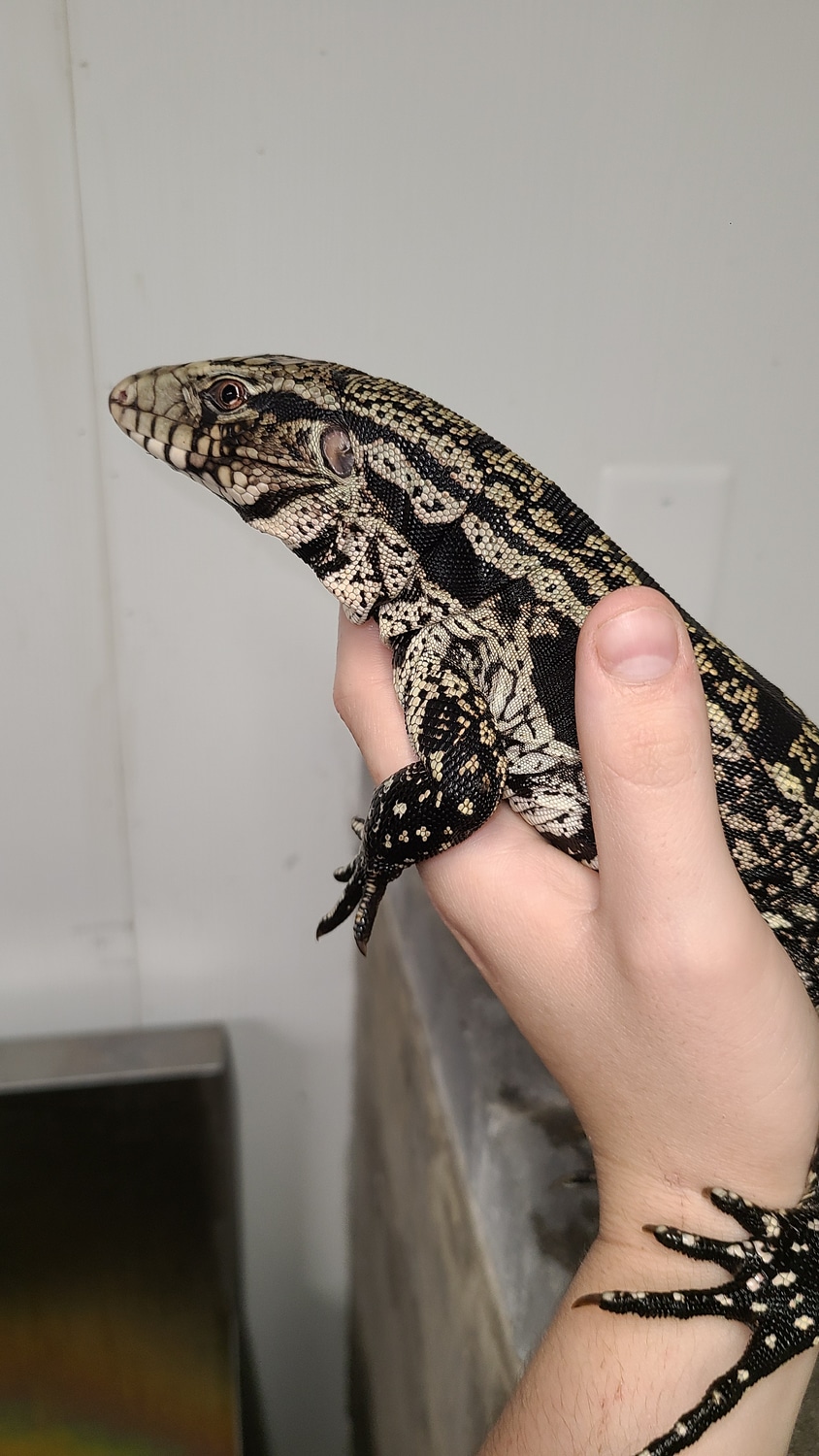 Argentine Black & White Tegu Salvator Tegu by Good Guy Reptile Family ...