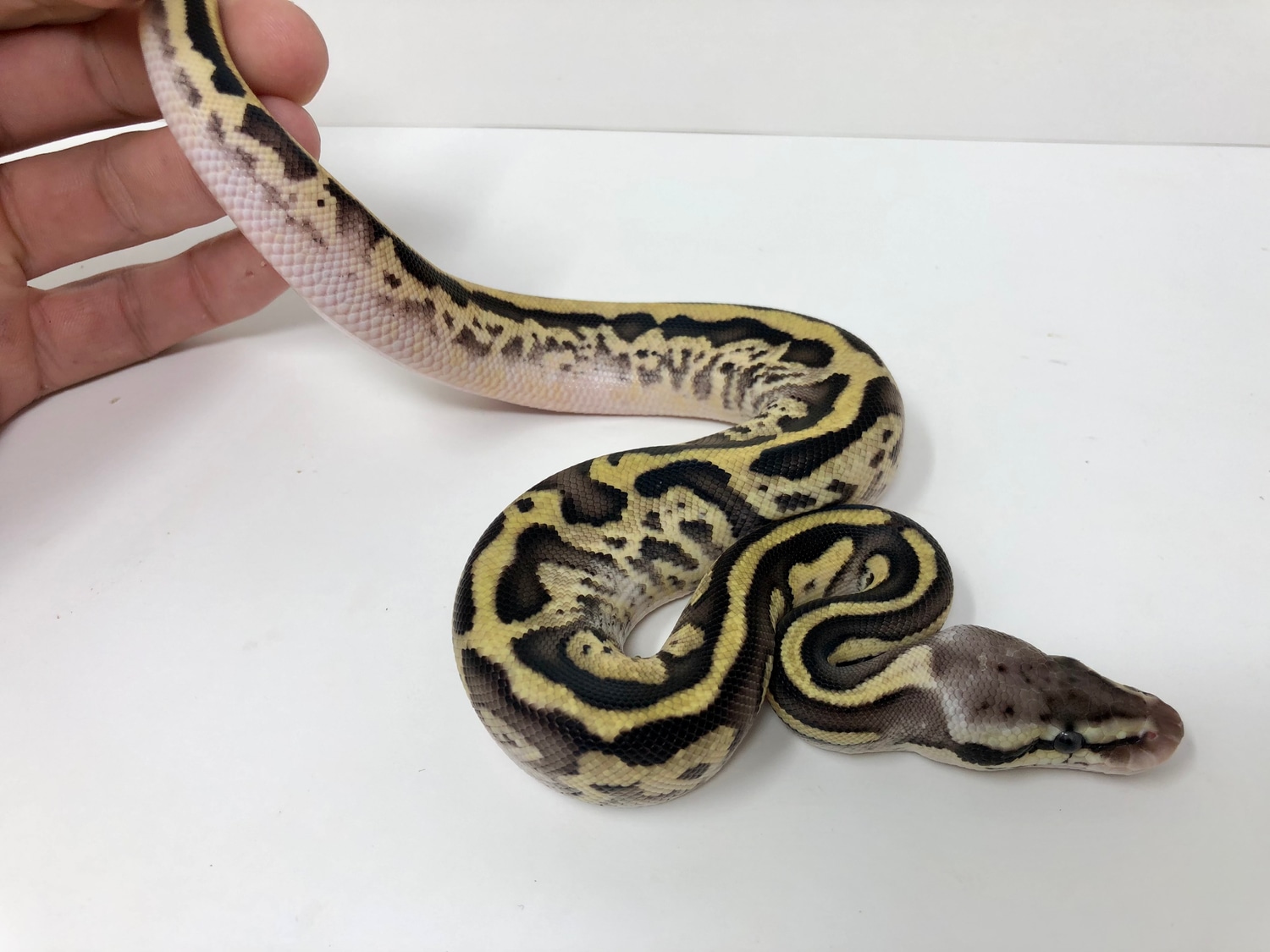 Hurricane Leopard Yellow Belly Ball Python by Good Guy Reptile Family ...