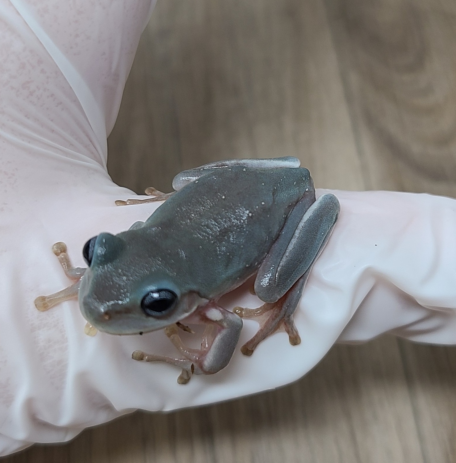 CBB Blue Eyed Australian (Dumpy) Whites Tree Frogs