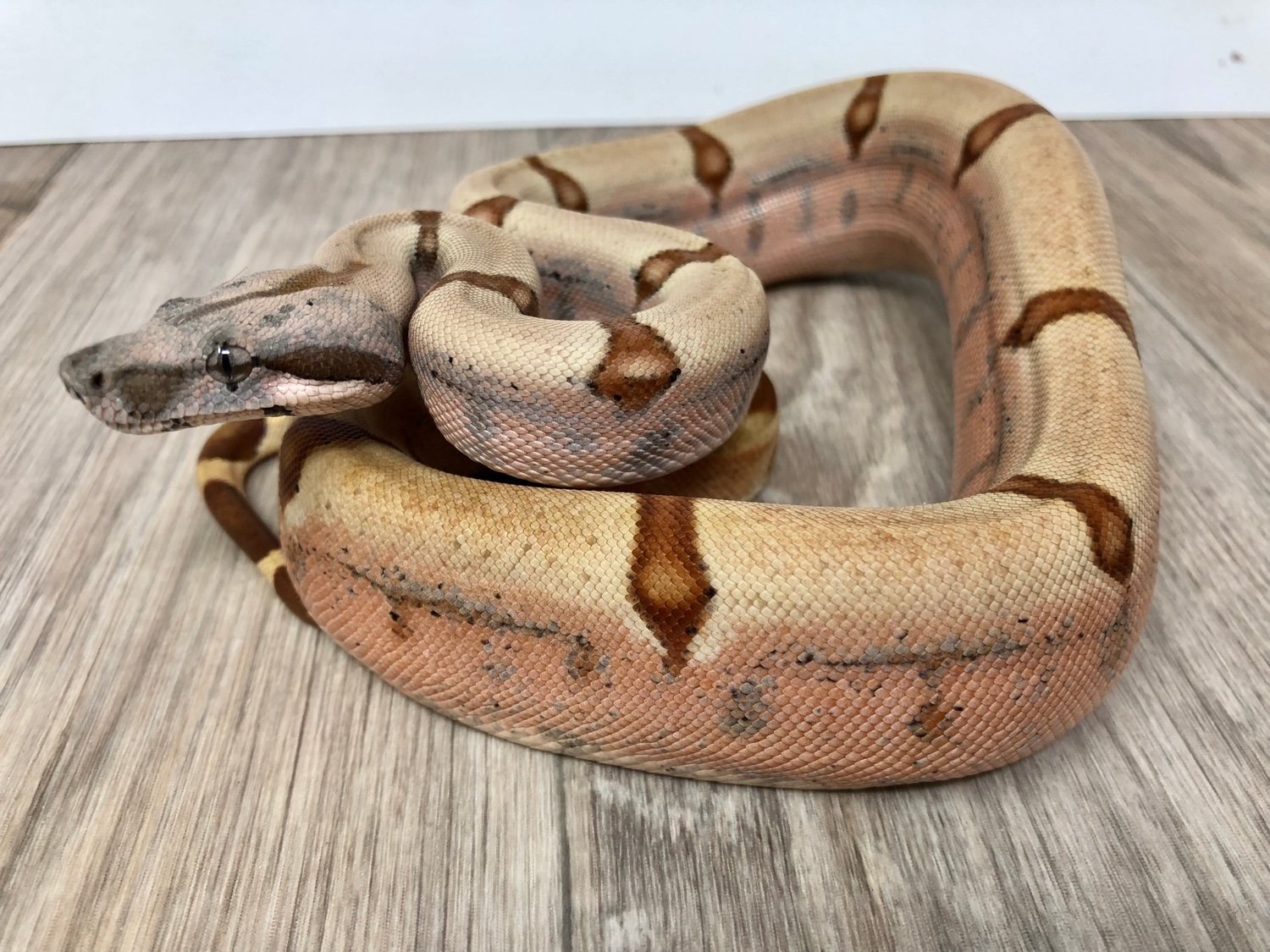 High Pink Hypo Jungle Boa Constrictor by Good Guy Reptile Family ...