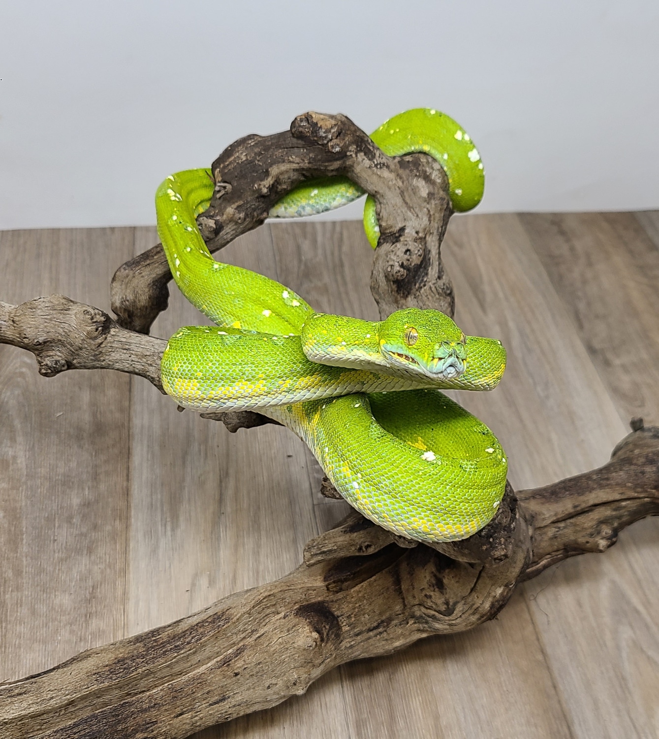 Biak Green Tree Python by Good Guy Reptile Family - MorphMarket