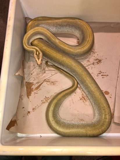 Hypo Green Sub Adult FEMALE Burmese Python by Good Guy Reptile Family