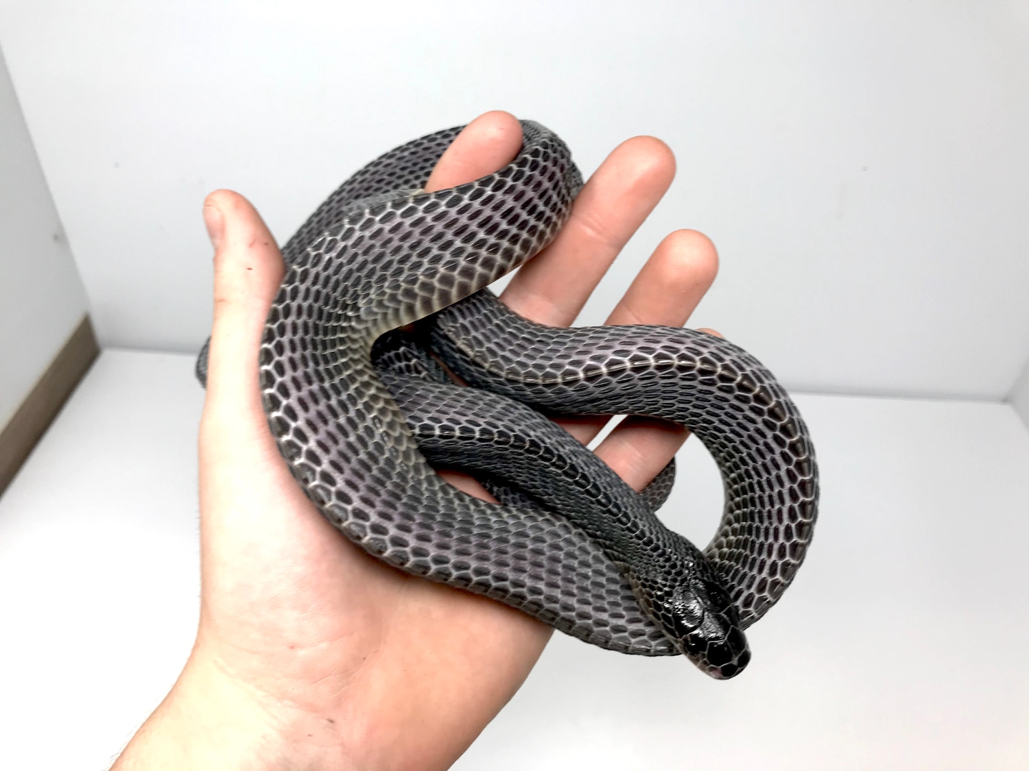 African File Snake (Mehelya Crossi) More Colubrid by Good Guy Reptile ...