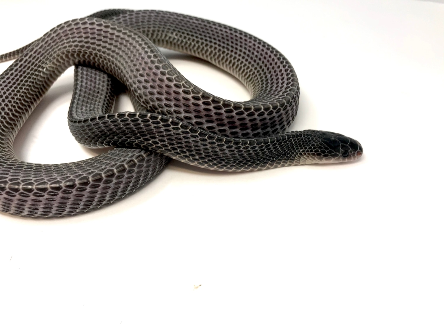 African File Snake (Mehelya Crossi) Other Colubrid by Good Guy Reptile ...