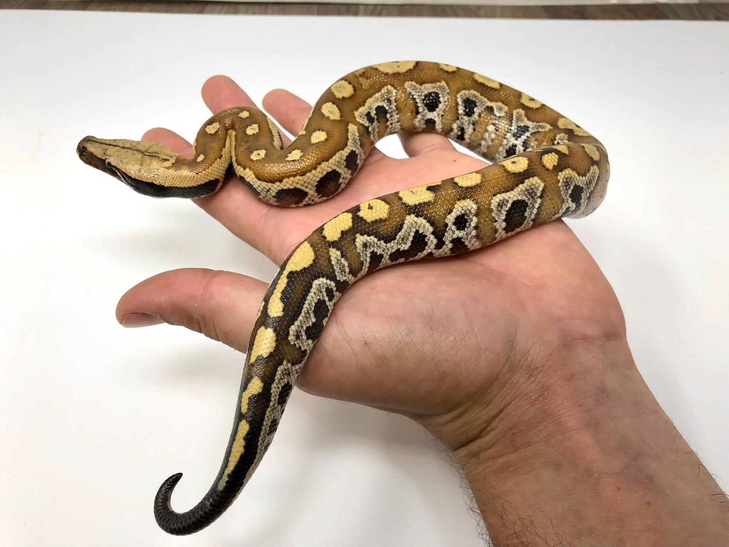 Brongersmai Blood Python by Good Guy Reptile Family - MorphMarket