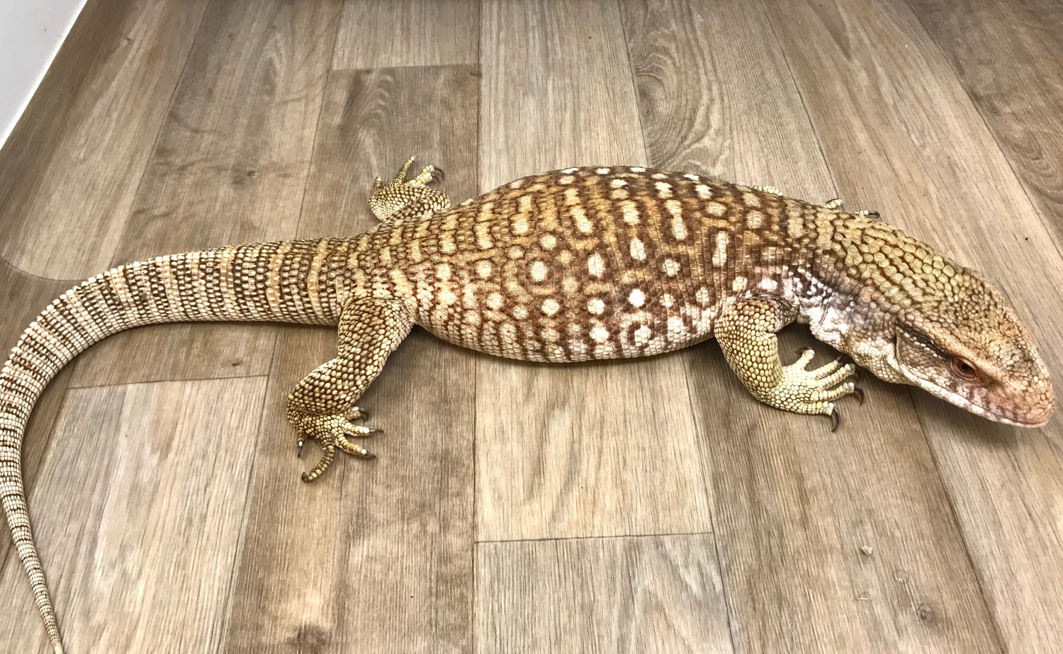 Hypo “light Colored” Male Savanah Monitor Savannah Monitor by Good Guy ...