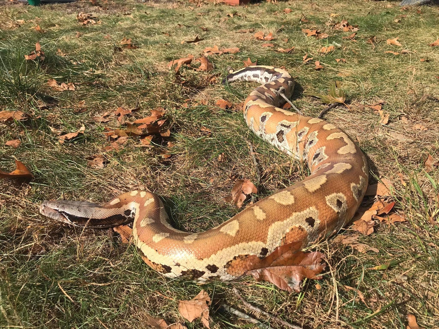 Young Adult Trio *FREE SHIPPING* Blood Python by Good Guy Reptile ...