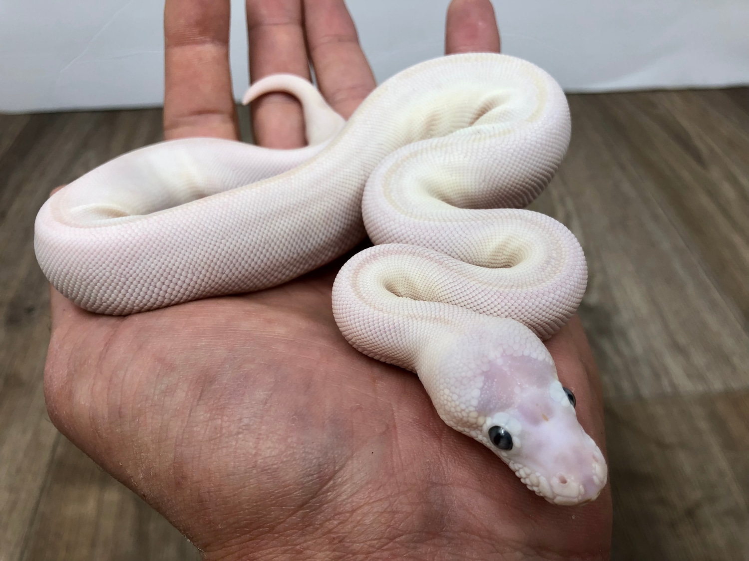Scaleless Head BEL Ball Python by Good Guy Reptile Family - MorphMarket