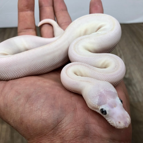 Good Guy Reptile Family - MorphMarket