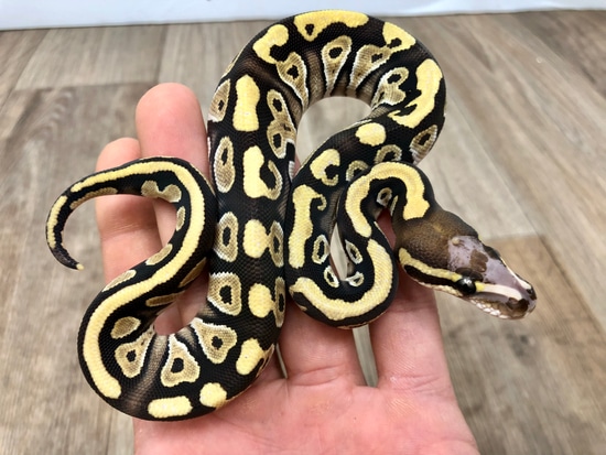 Russo Scaleless Head Ball Python by Good Guy Reptile Family