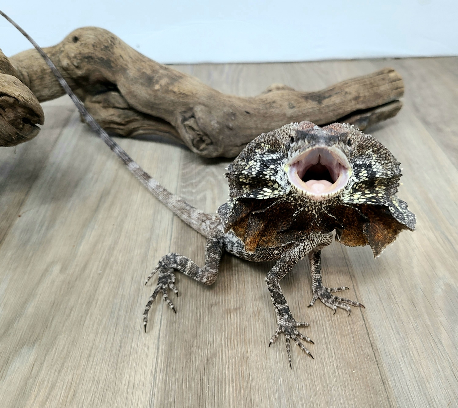 Australian Frilled Dragon Free Shipping!!! Other Lizard by Good Guy ...