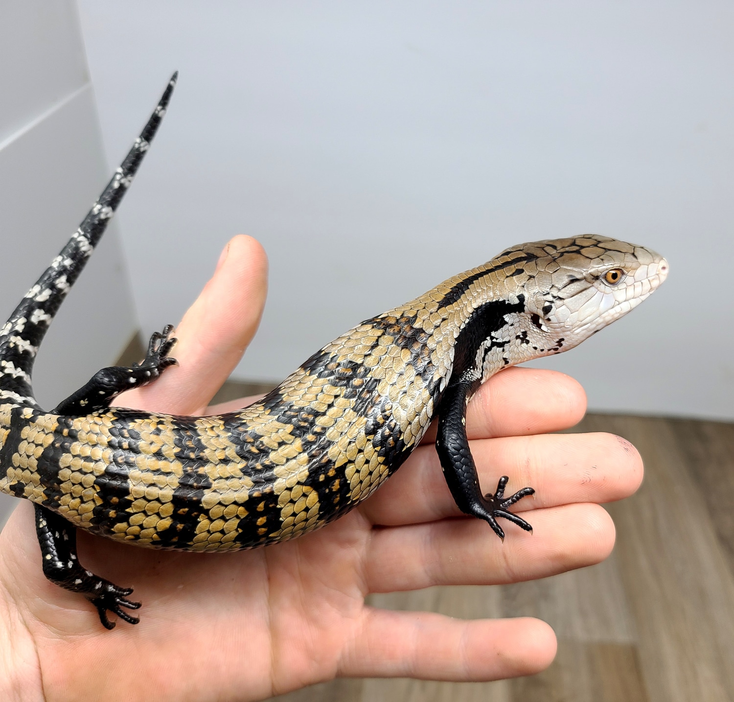 Halmahera Blue Tongue Skink Halmahera Blue-Tongued Skink by Good Guy ...