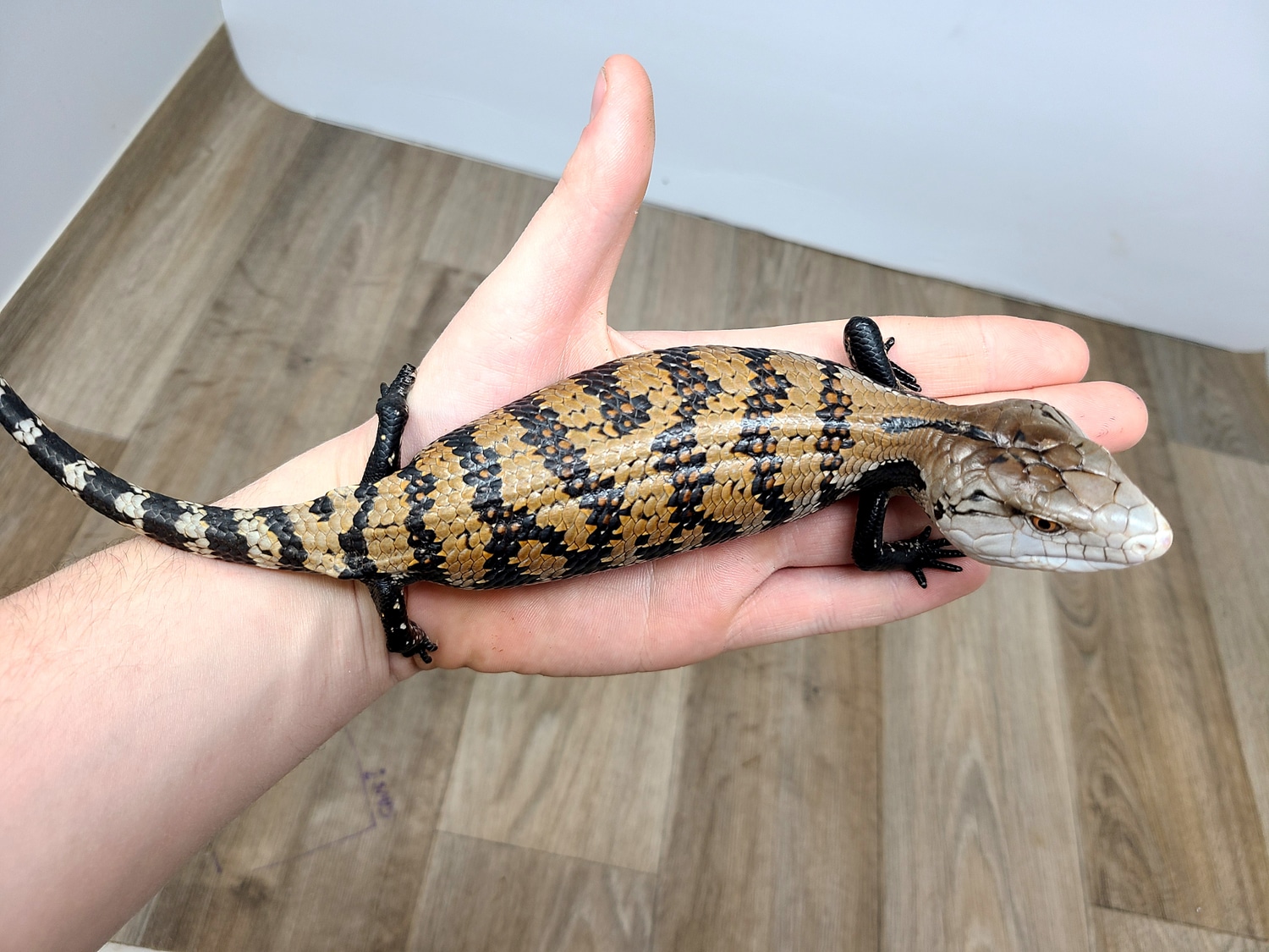Halmahera Blue Tongue Skink Halmahera Blue-Tongued Skink by Good Guy ...