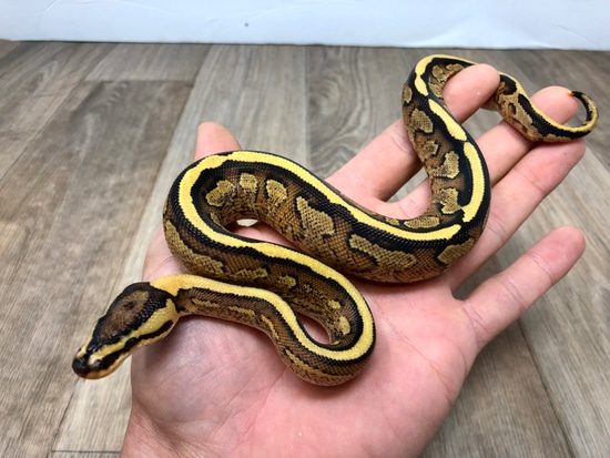 Gravel Spector Ball Python by Good Guy Reptile Family