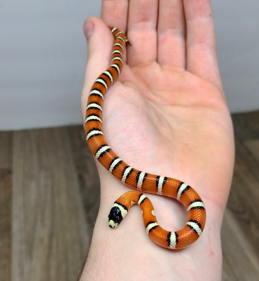 Applegate Arizona King Arizona Mountain Kingsnake by Good Guy Reptile ...