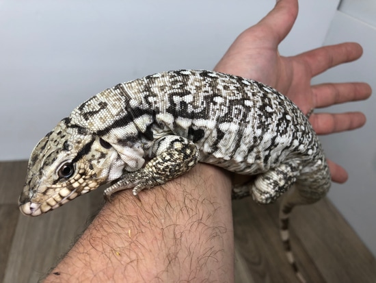 Anery Red Tegu Argentine Tegus by Good Guy Reptile Family