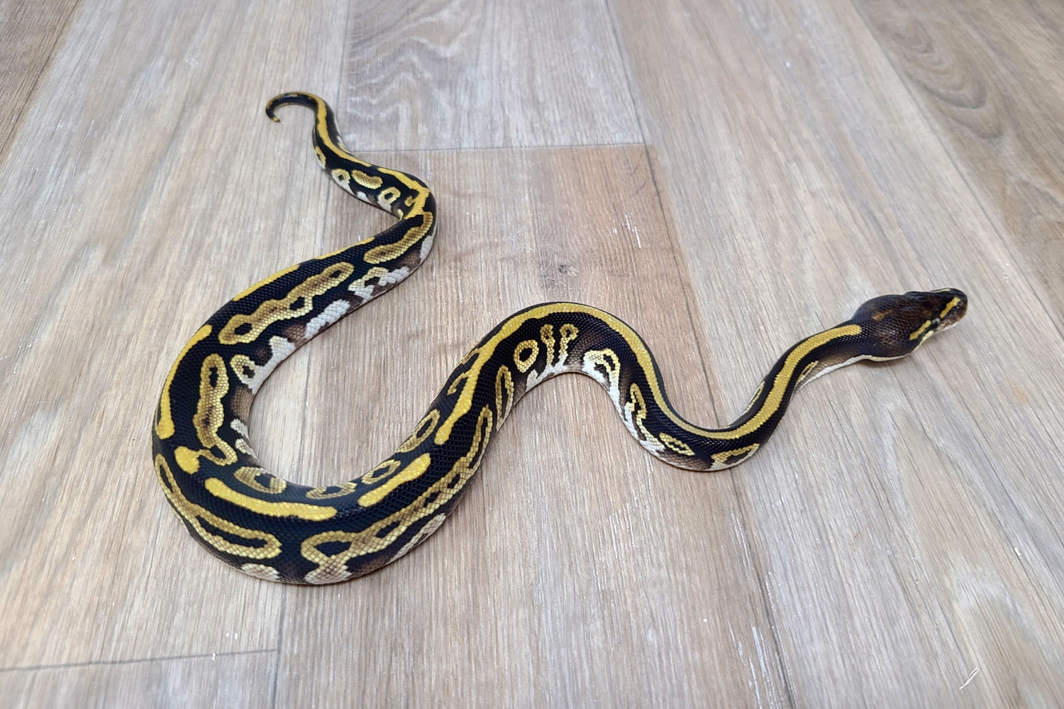 Mojave Leopard Ball Python by Good Guy Reptile Family - MorphMarket