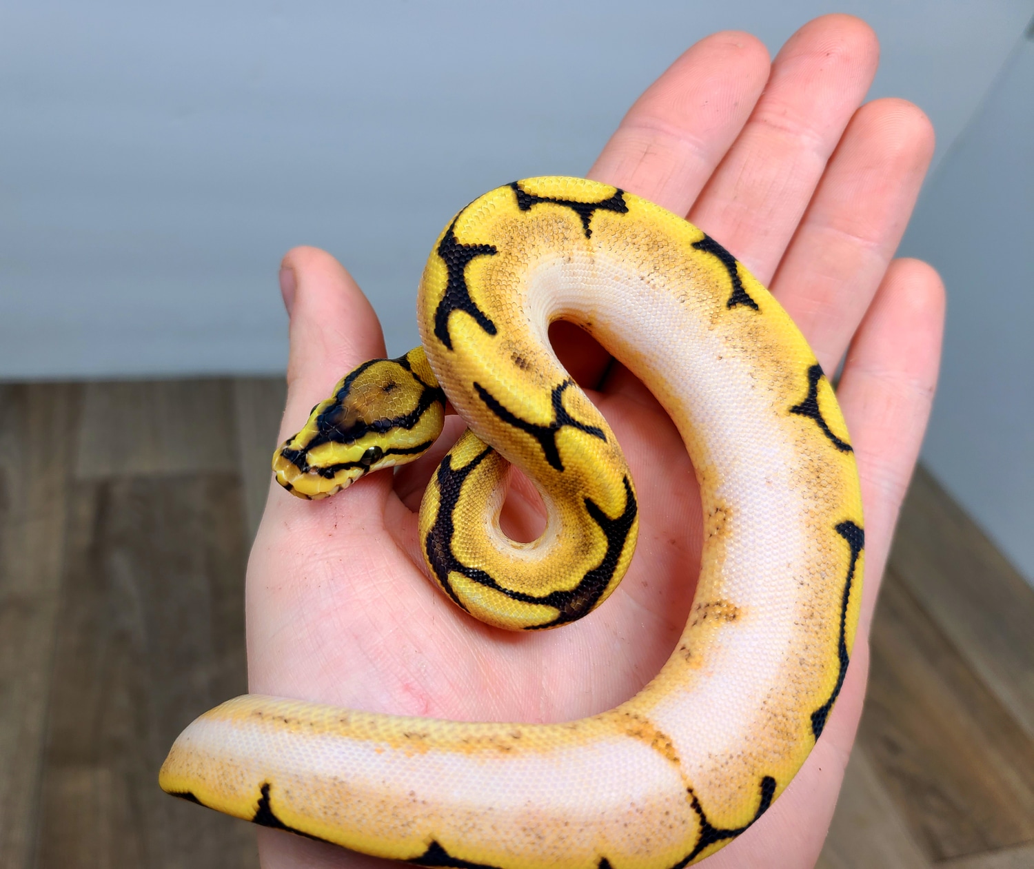 Orange Dream Spider Yellow Belly Ball Python by Good Guy Reptile Family ...