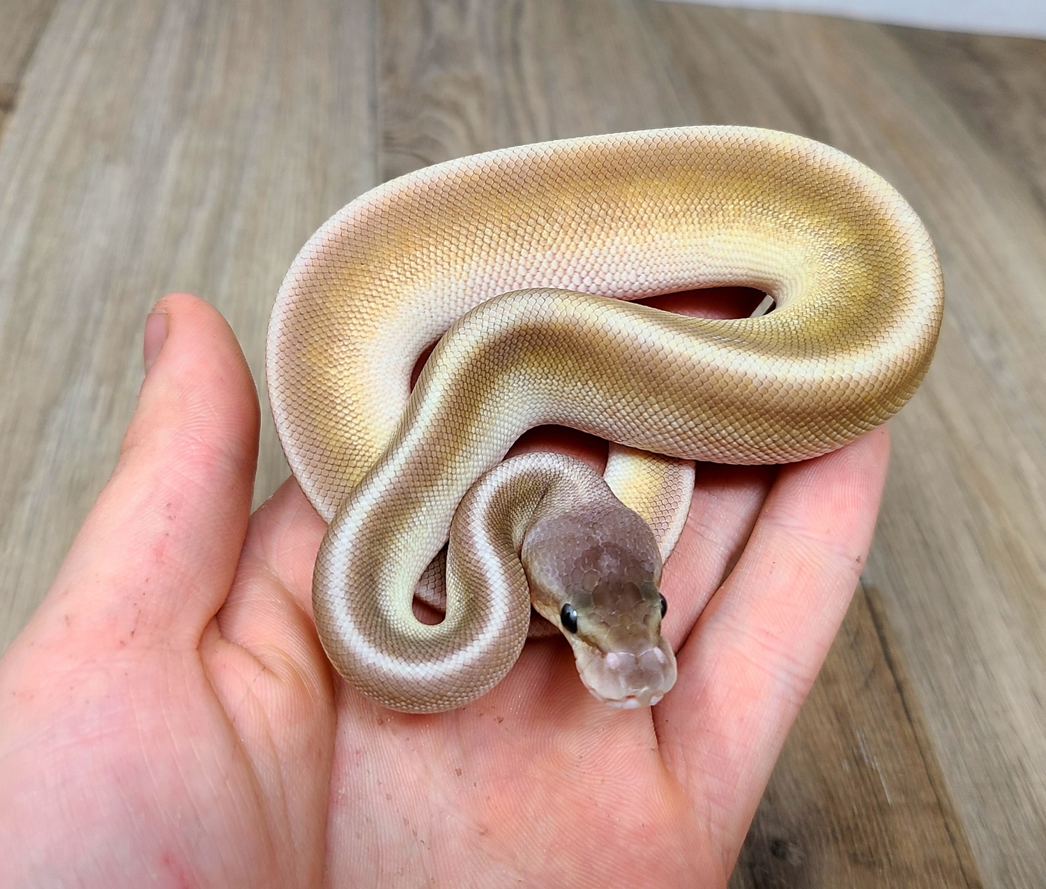 Pastel Mohave Mohagony Ball Python by Good Guy Reptile Family - MorphMarket