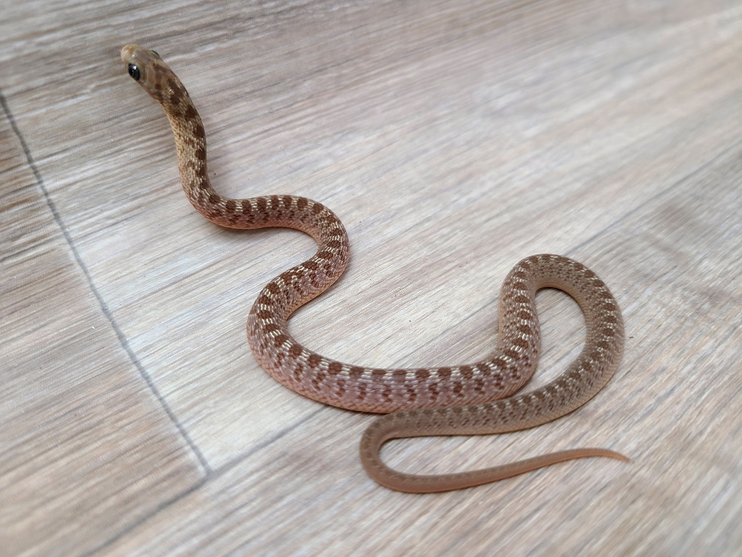 African Egg Eating Snake *FREE SHIPPING* Other Colubrid by Good Guy ...