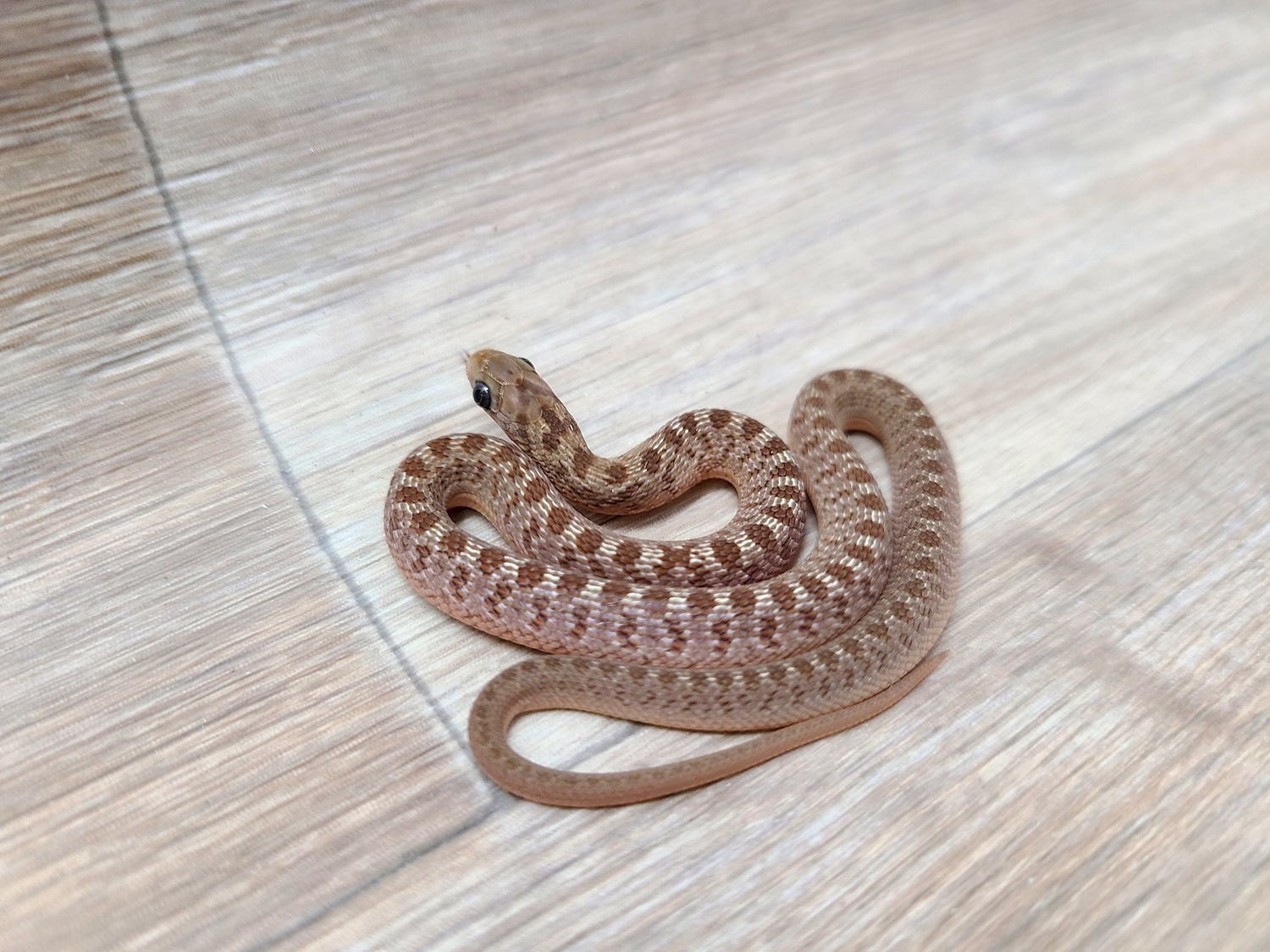 African Egg Eating Snake *FREE SHIPPING* Other Colubrid by Good Guy ...