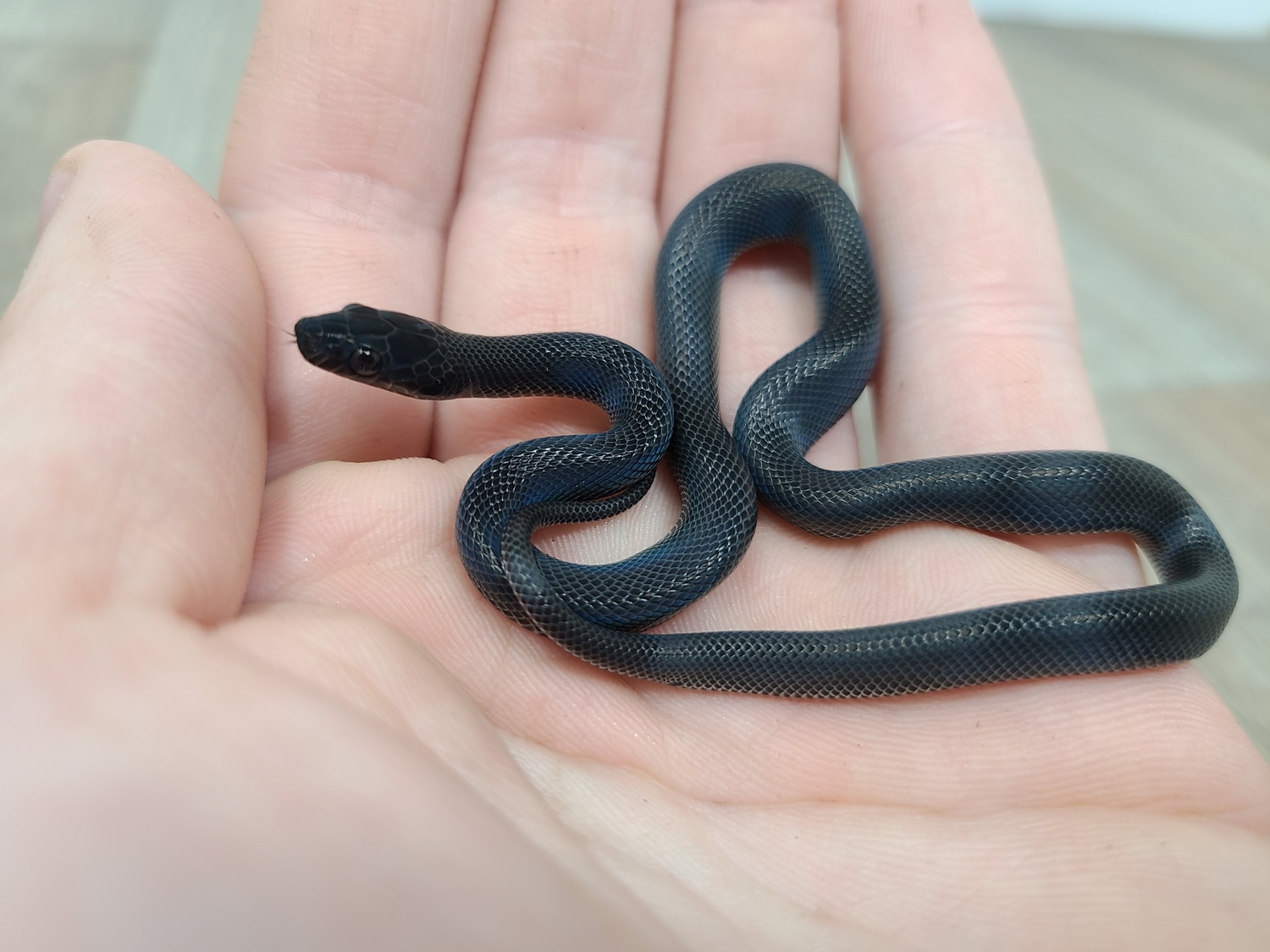 CB African Olive House Snake by Good Guy Reptile Family - MorphMarket