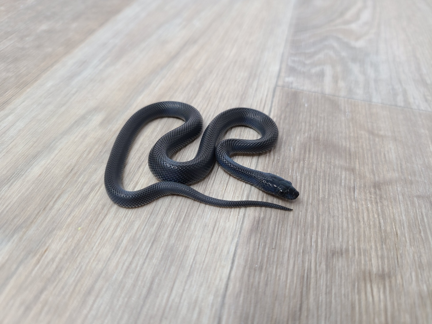 CB African Olive House Snake by Good Guy Reptile Family - MorphMarket