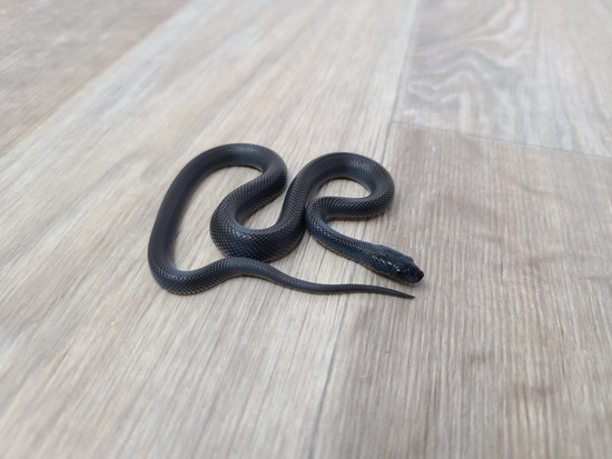 CB African Olive House Snake by Good Guy Reptile Family