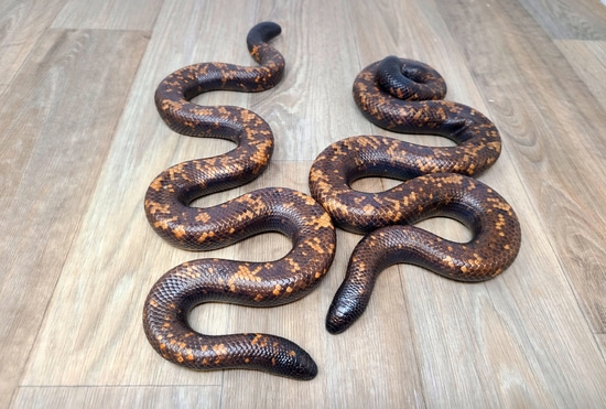 PAIR: Calabars Burrowing Python More Python by Good Guy Reptile Family