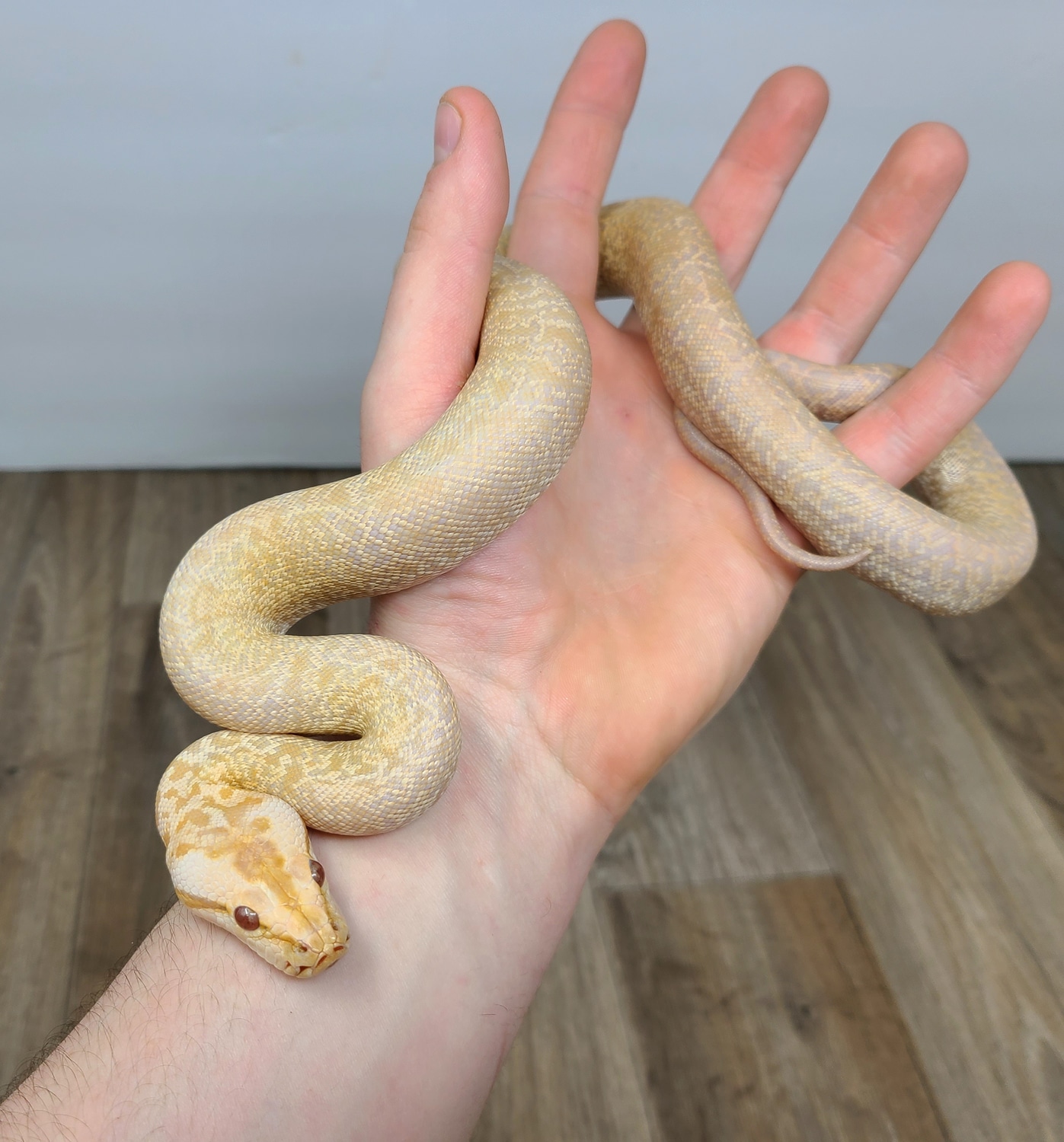 Caramel Granite Burmese Python by Good Guy Reptile Family - MorphMarket
