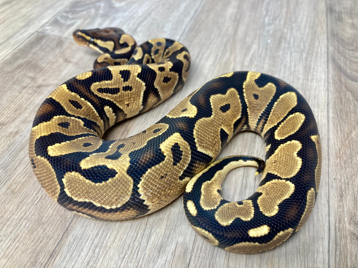 Yellow Belly/Asphalt Ball Python by Good Guy Reptile Family - MorphMarket