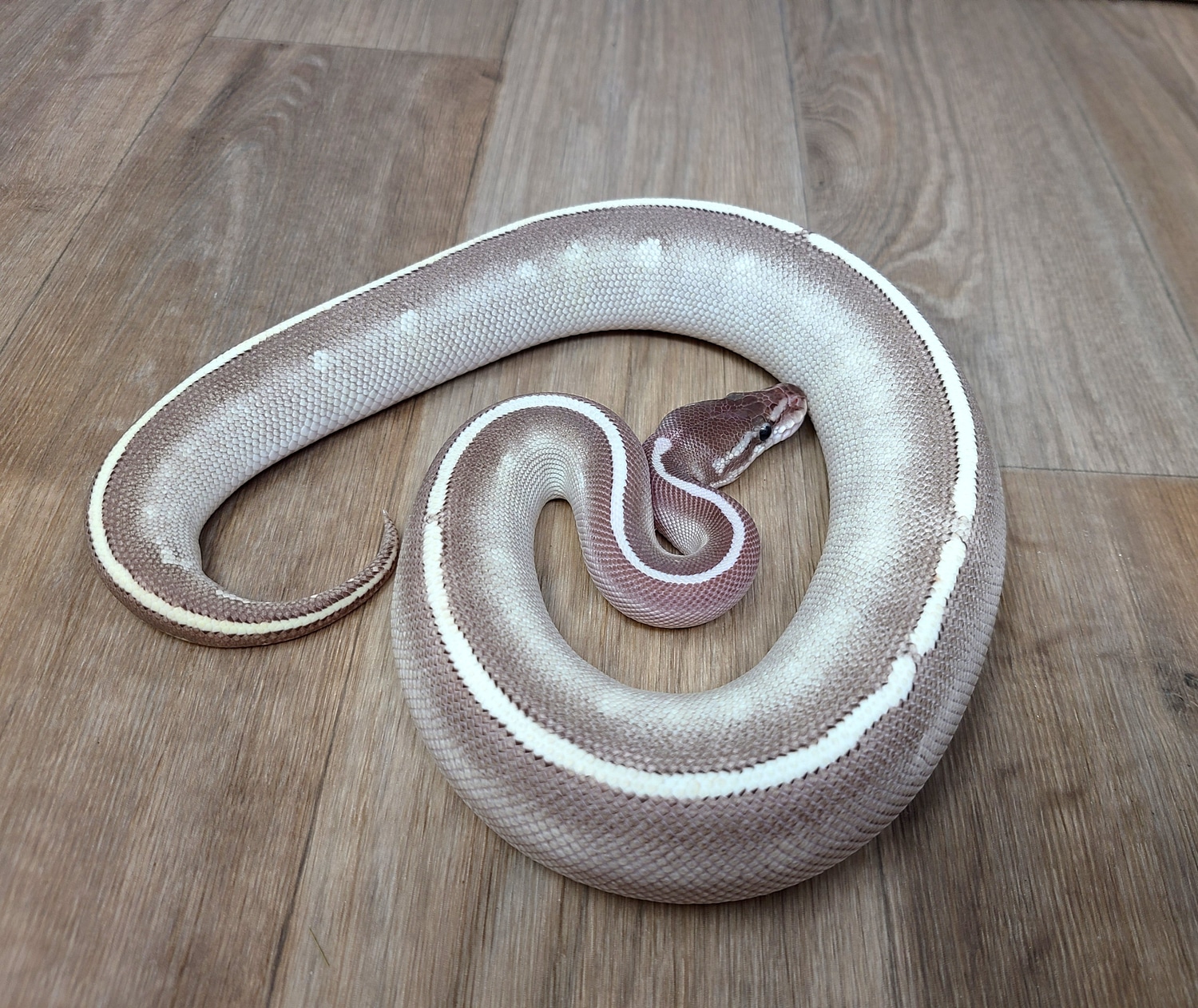 Holdback) Mystic Potion Ball Python by Good Guy Reptile Family ...