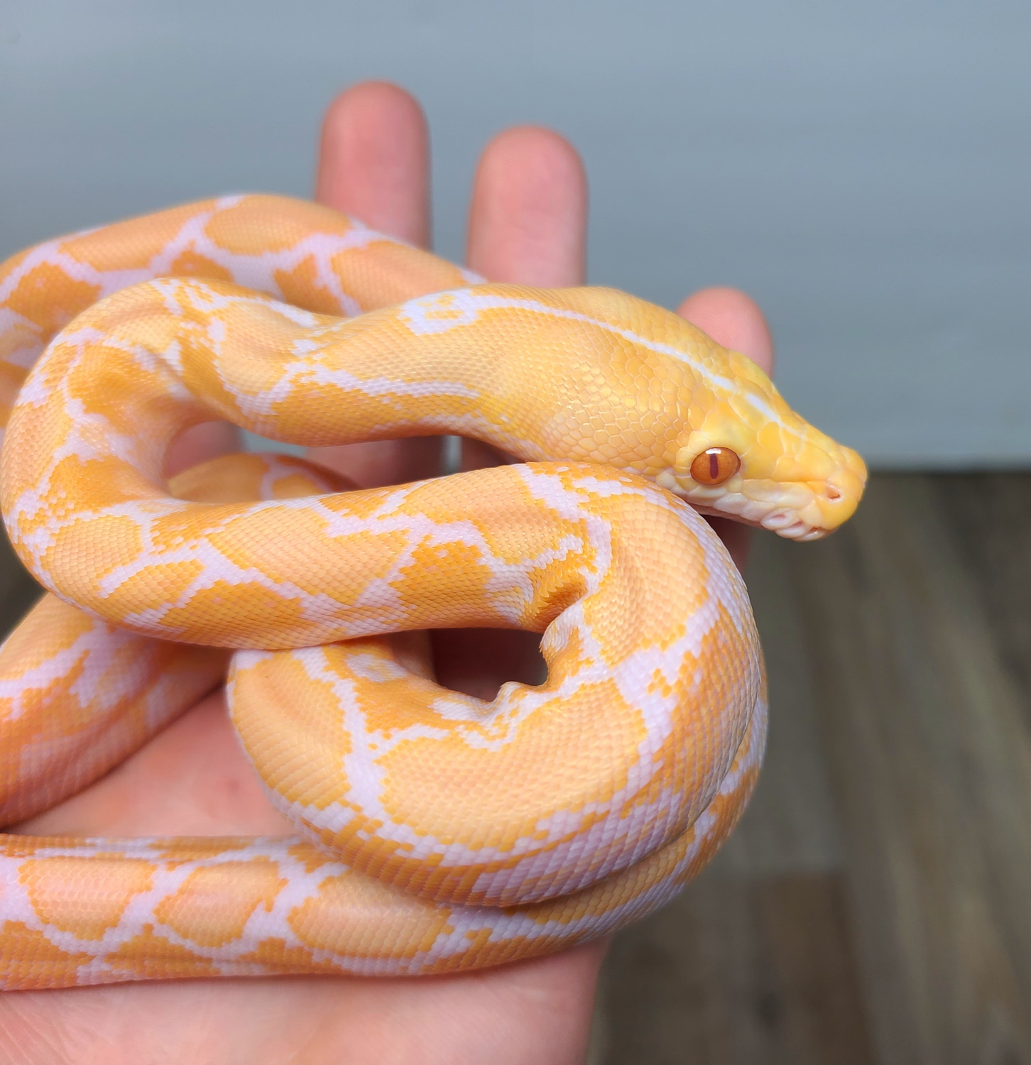 Female White Phase Albino Reticulated Python by Good Guy Reptile Family ...