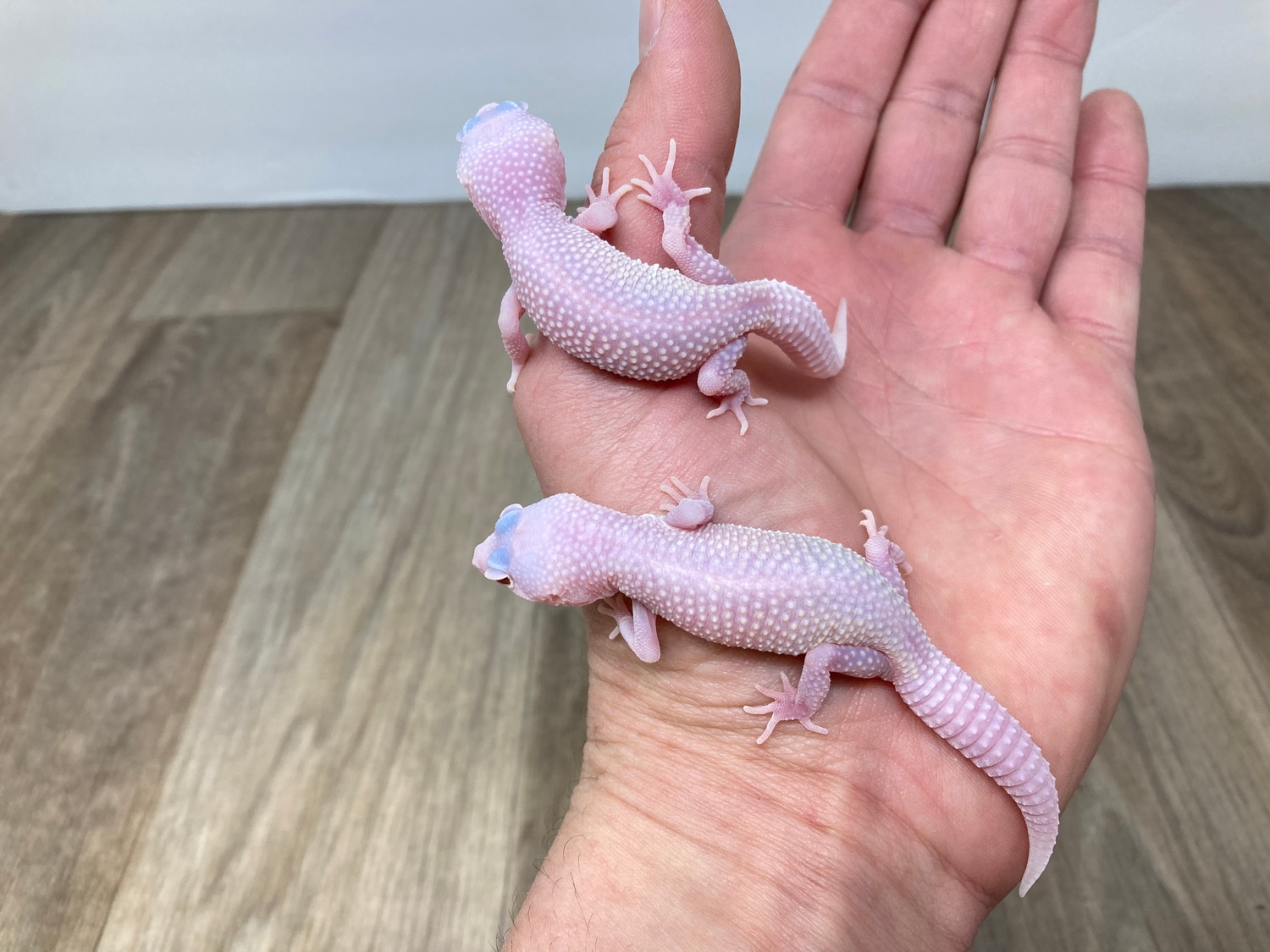 Diablo Blanco (Solid Red Eyes!!) Leopard Gecko by Good Guy Reptile ...