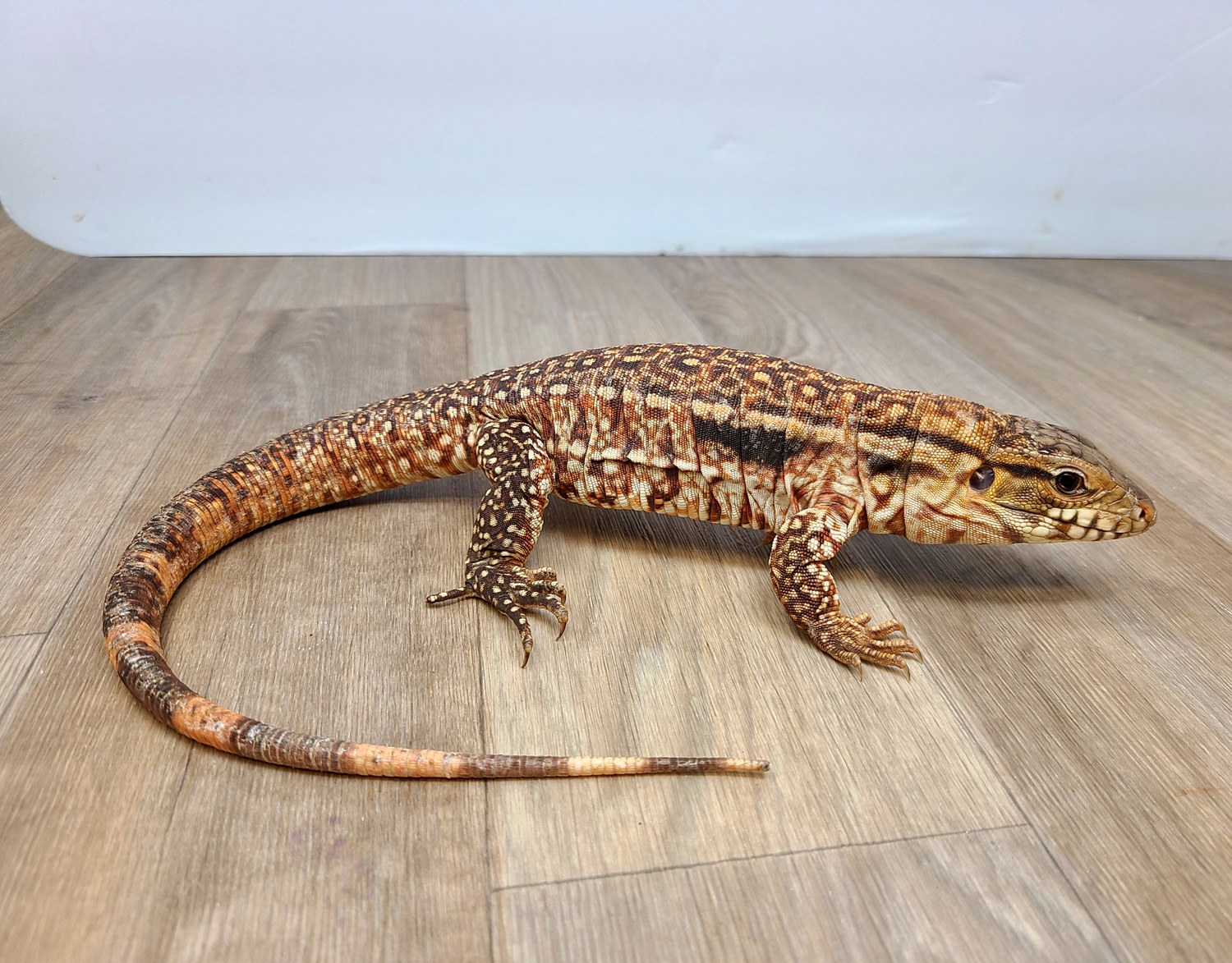 Red Tegu Salvator Tegu by Good Guy Reptile Family - MorphMarket
