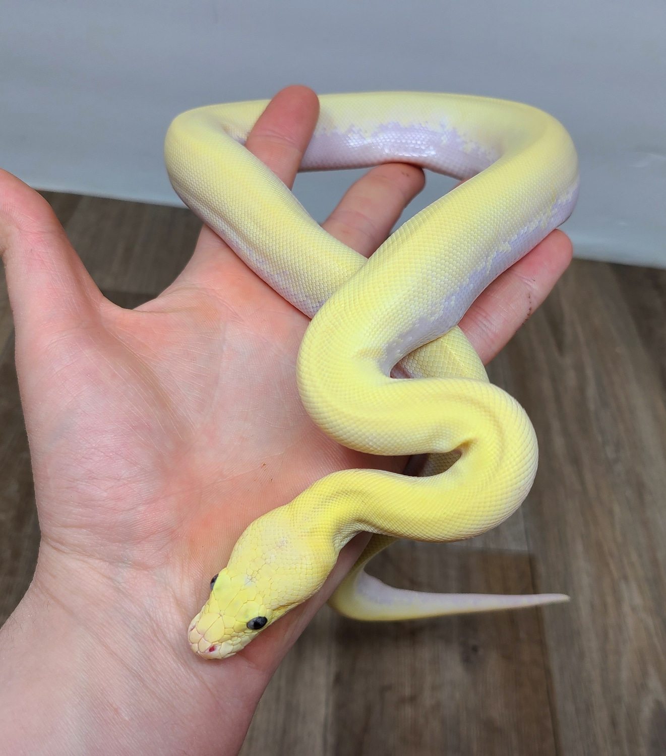 Ivory Burmese Python by Good Guy Reptile Family - MorphMarket