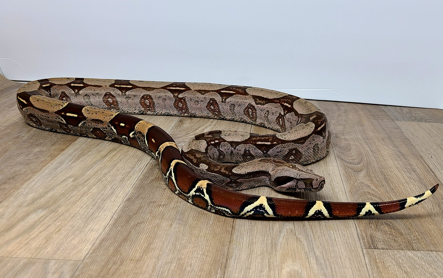 Suriname True Red-tailed Boa Constrictor by Good Guy Reptile Family ...
