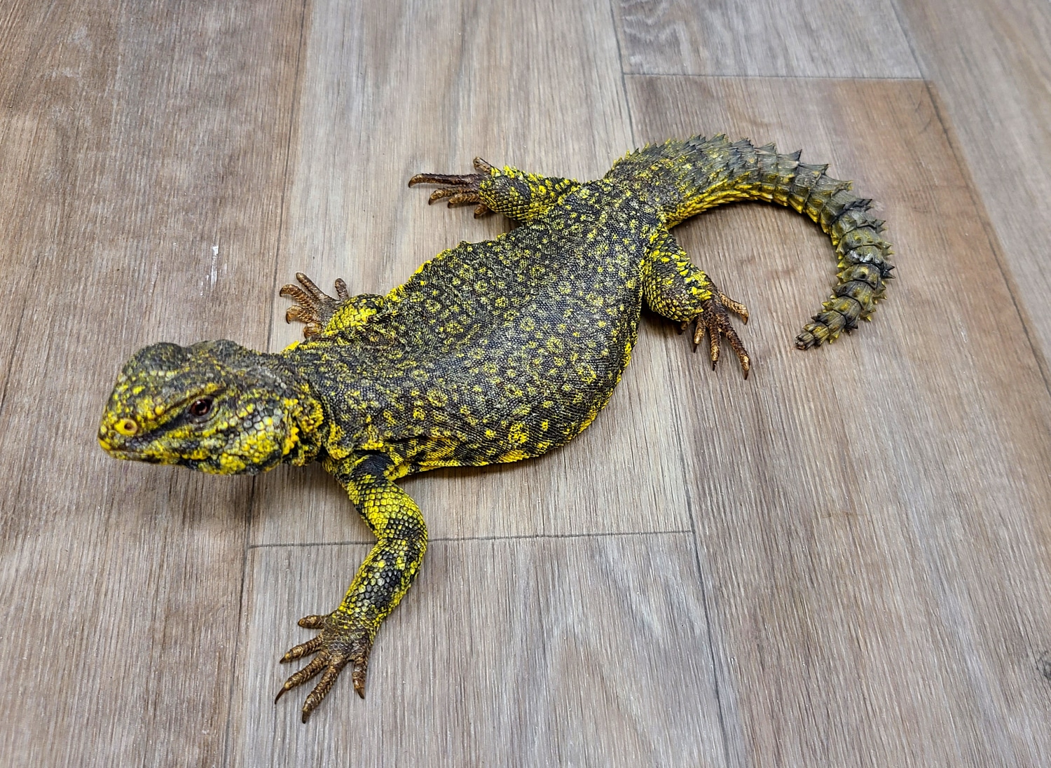 Yellow Nigerian Spiny-tailed Lizard by Good Guy Reptile Family ...