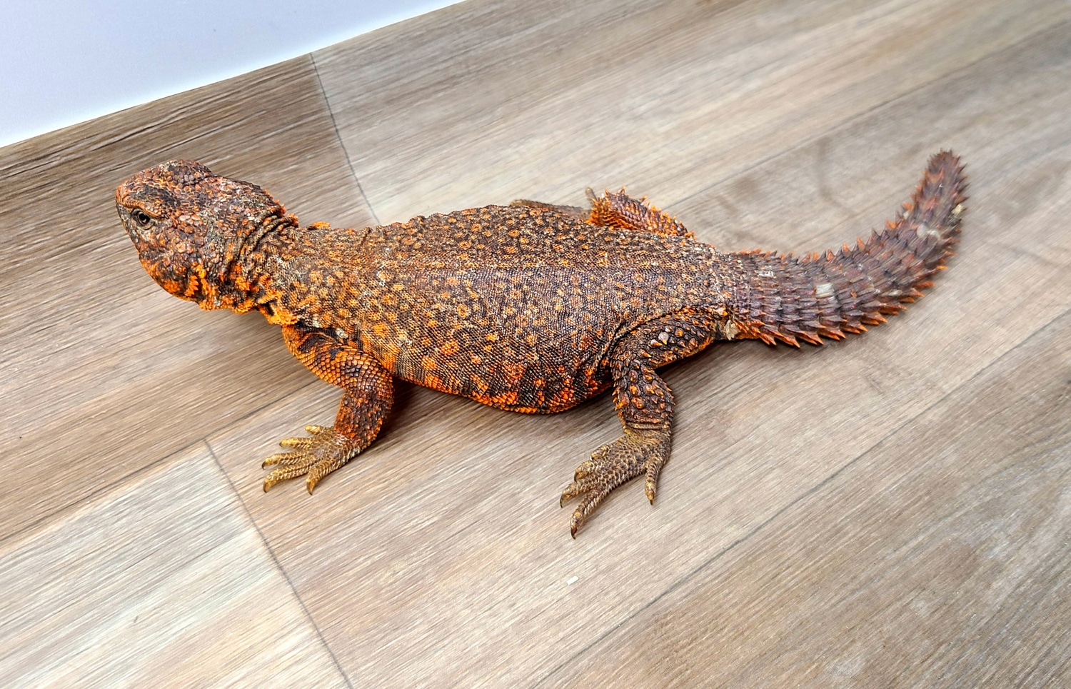 Red Nigerian Spiny-tailed Lizard by Good Guy Reptile Family - MorphMarket