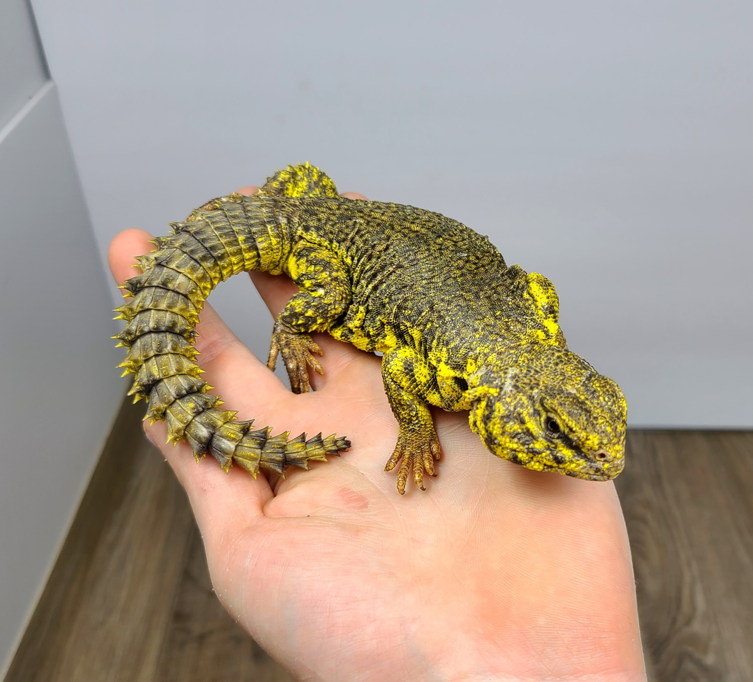 Yellow Nigerian Spiny-tailed Lizard by Good Guy Reptile Family ...