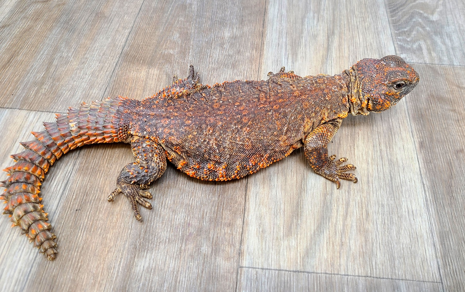 Red Nigerian Spiny-tailed Lizard by Good Guy Reptile Family - MorphMarket