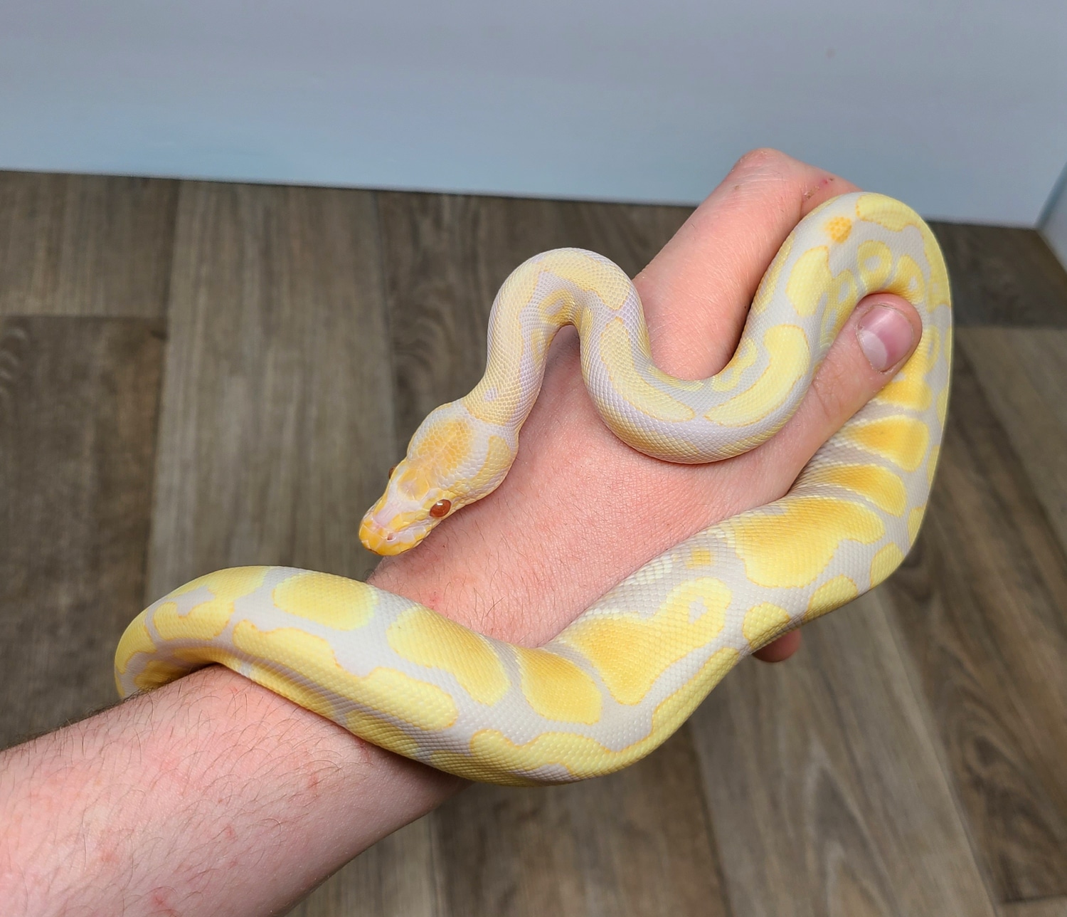 Candy/Candino Ball Python by Good Guy Reptile Family - MorphMarket