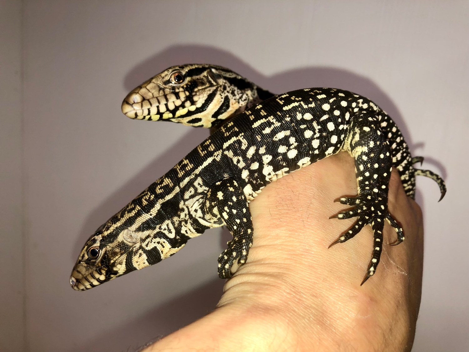 Baby Black & White Tegu Argentine Tegu by Good Guy Reptile Family ...