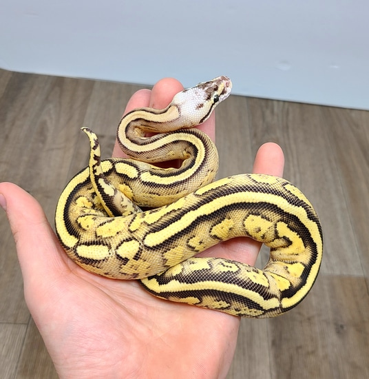 Pastel Yellowbelly Spector Ball Python by Good Guy Reptile Family